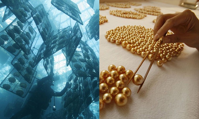 Golden Pearl Farming in the Philippines | tinostravelblog